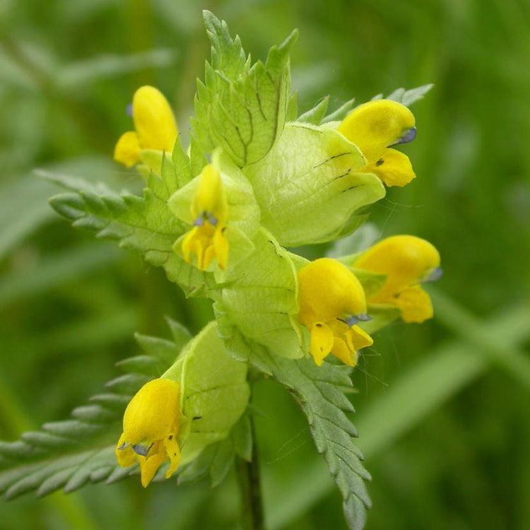 Yellow rattle seeds: freshly harvested for summer & autumn sowing, now ...